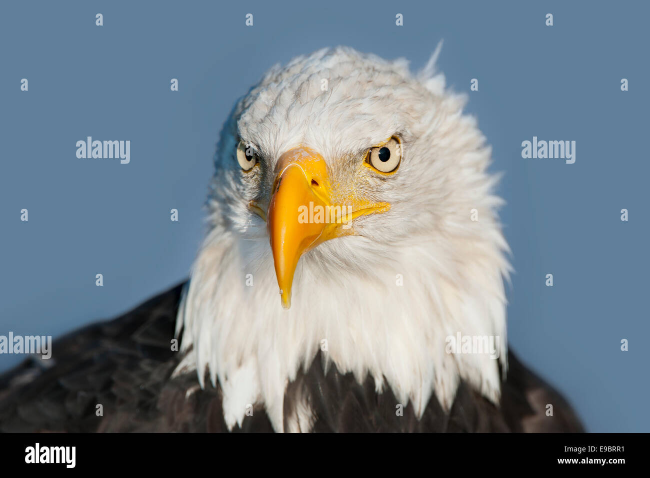 Close up portrait of a bald eagle Stock Photo - Alamy