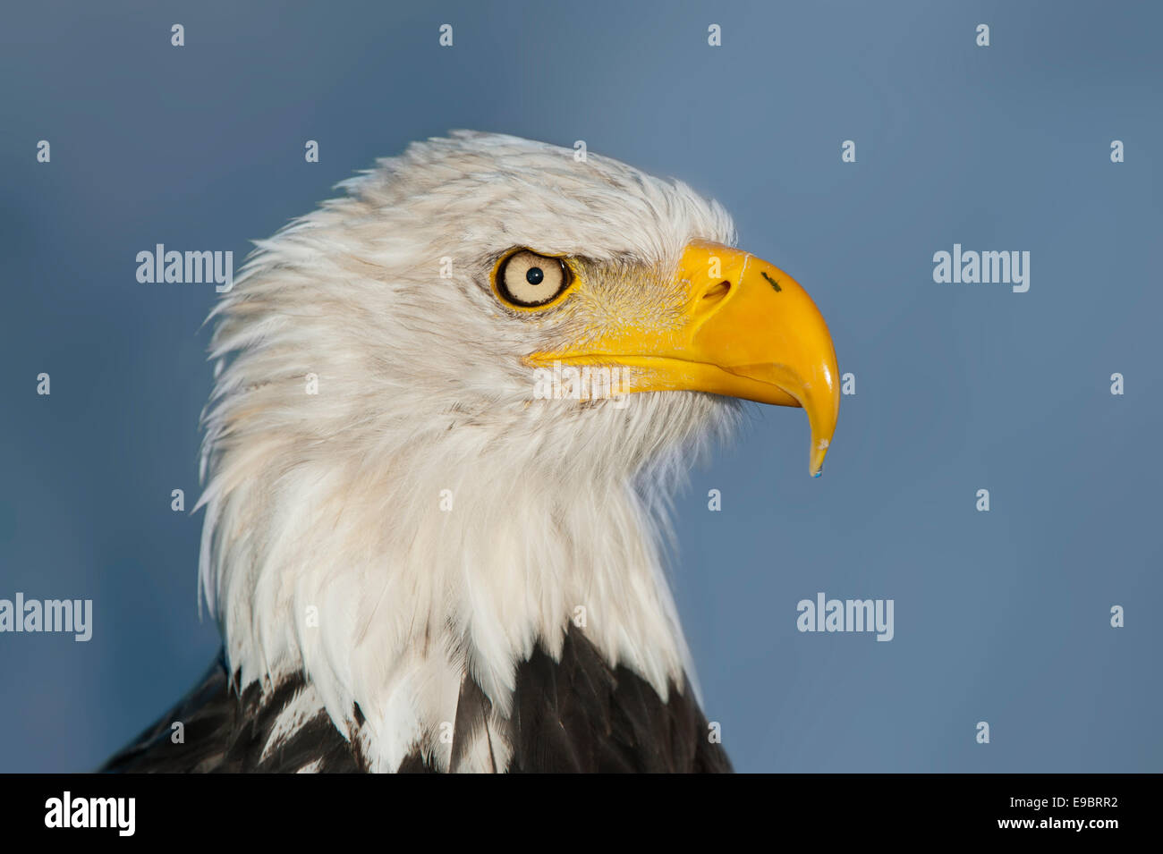 Close up portrait of a bald eagle Stock Photo - Alamy