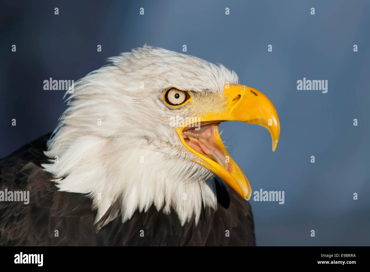 Close up portrait of a bald eagle Stock Photo - Alamy