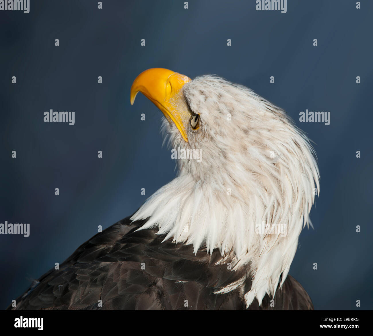 Close up portrait of a bald eagle Stock Photo - Alamy