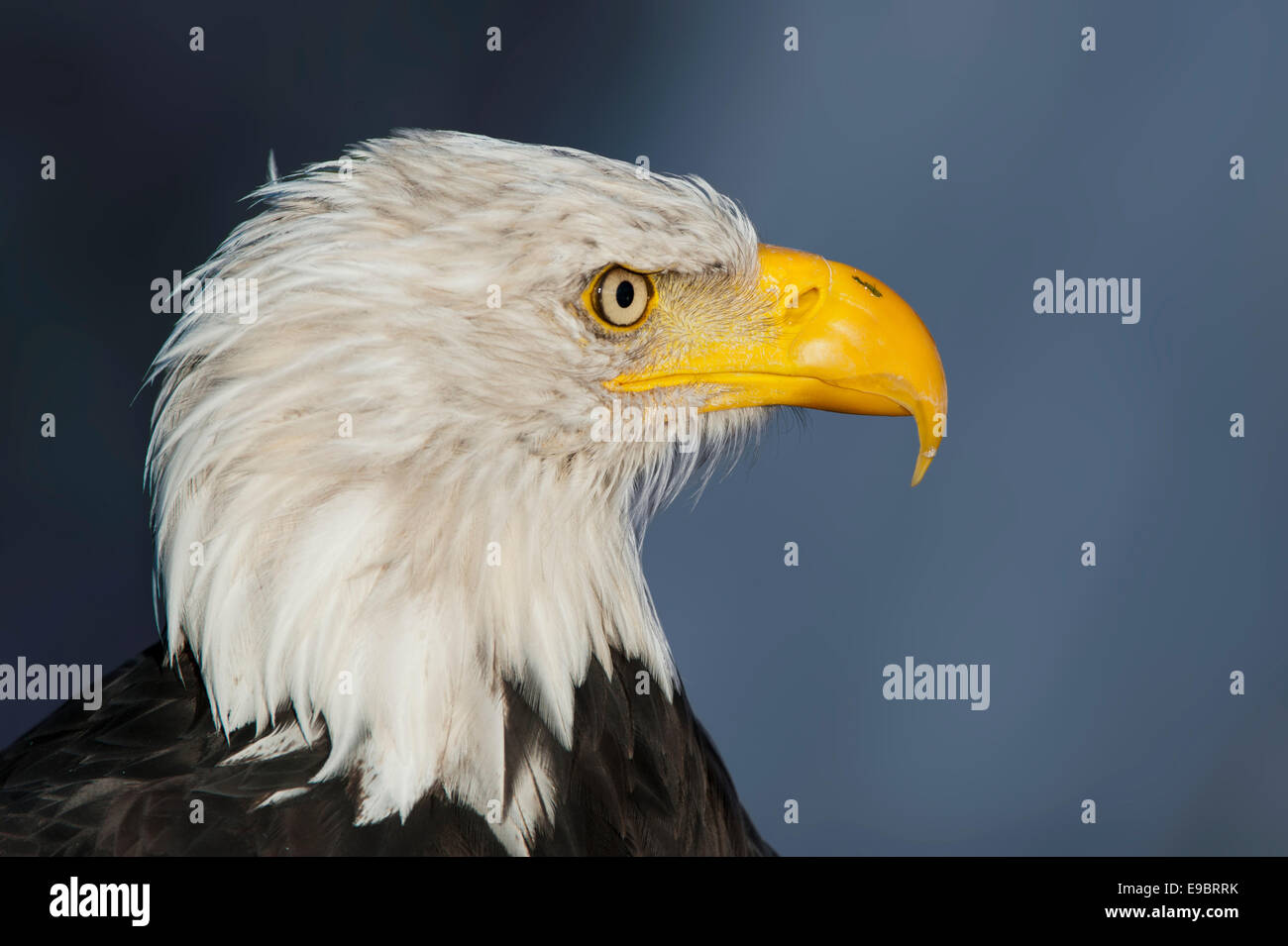 Close up portrait of a bald eagle Stock Photo - Alamy