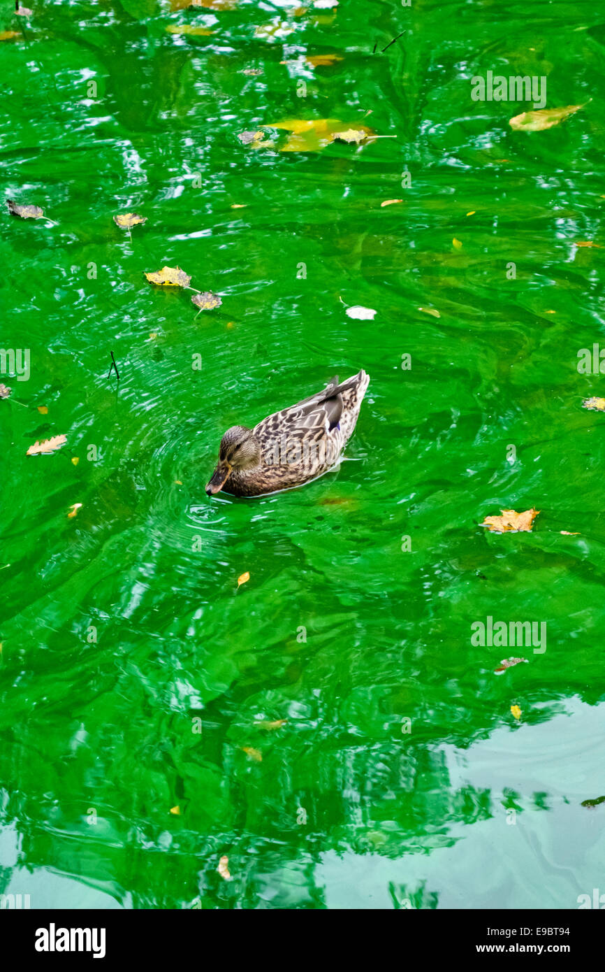 A female mallard duck swims on a thick scum (or bloom) of toxic blue ...