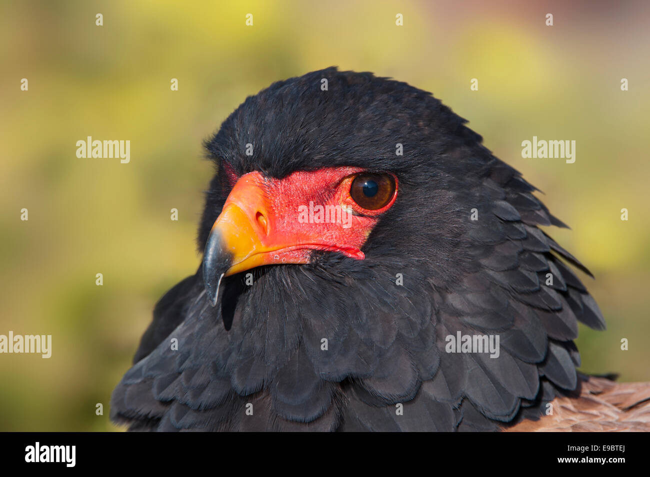 Close up portrait of a bateleur Stock Photo - Alamy