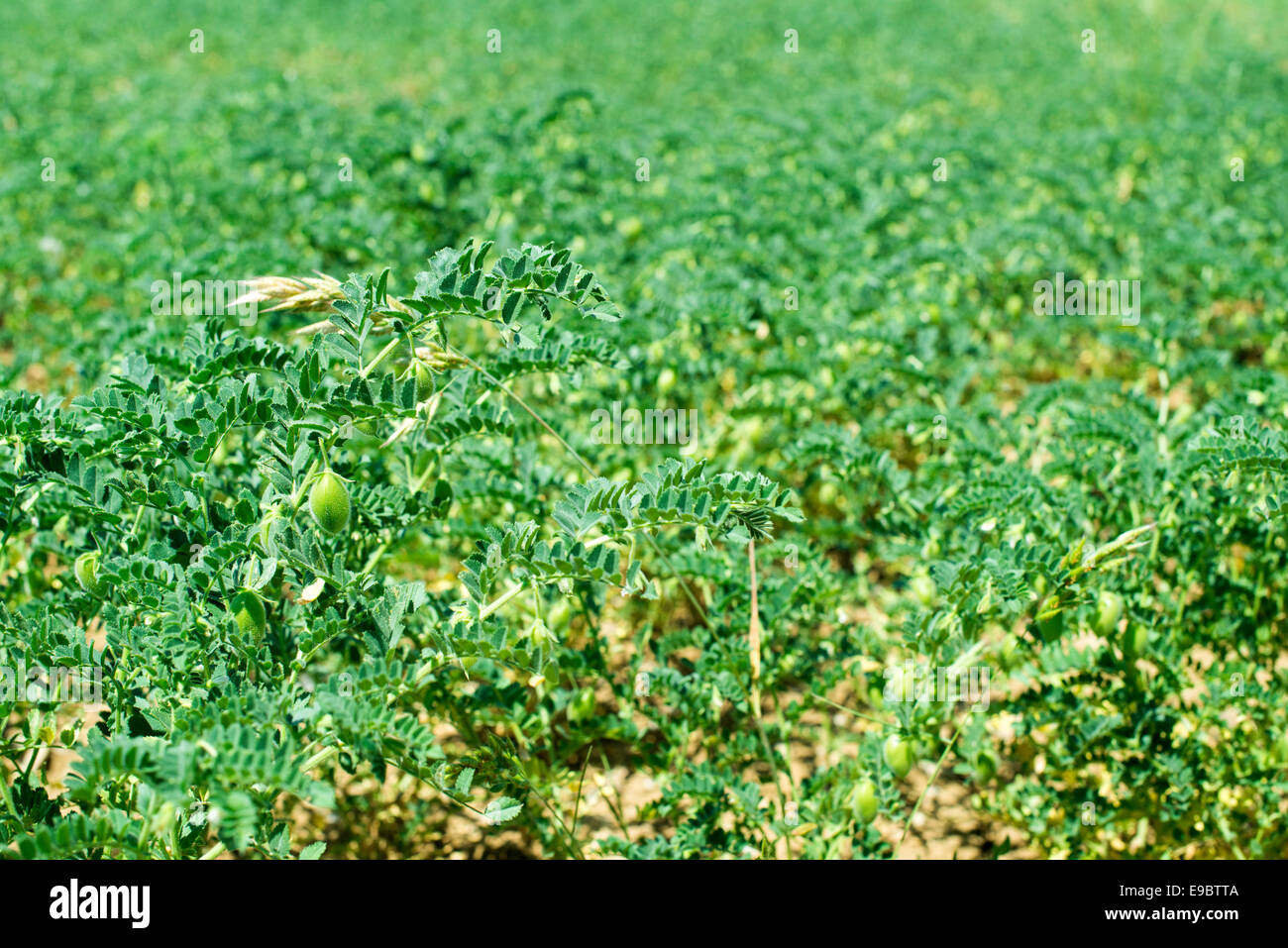 Chickpea plant hi-res stock photography and images - Alamy