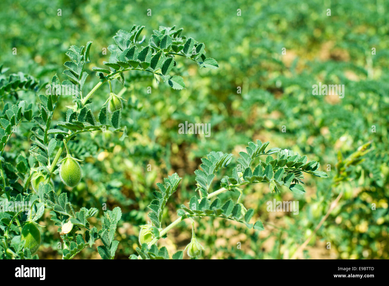 Chickpea plant hi-res stock photography and images - Alamy