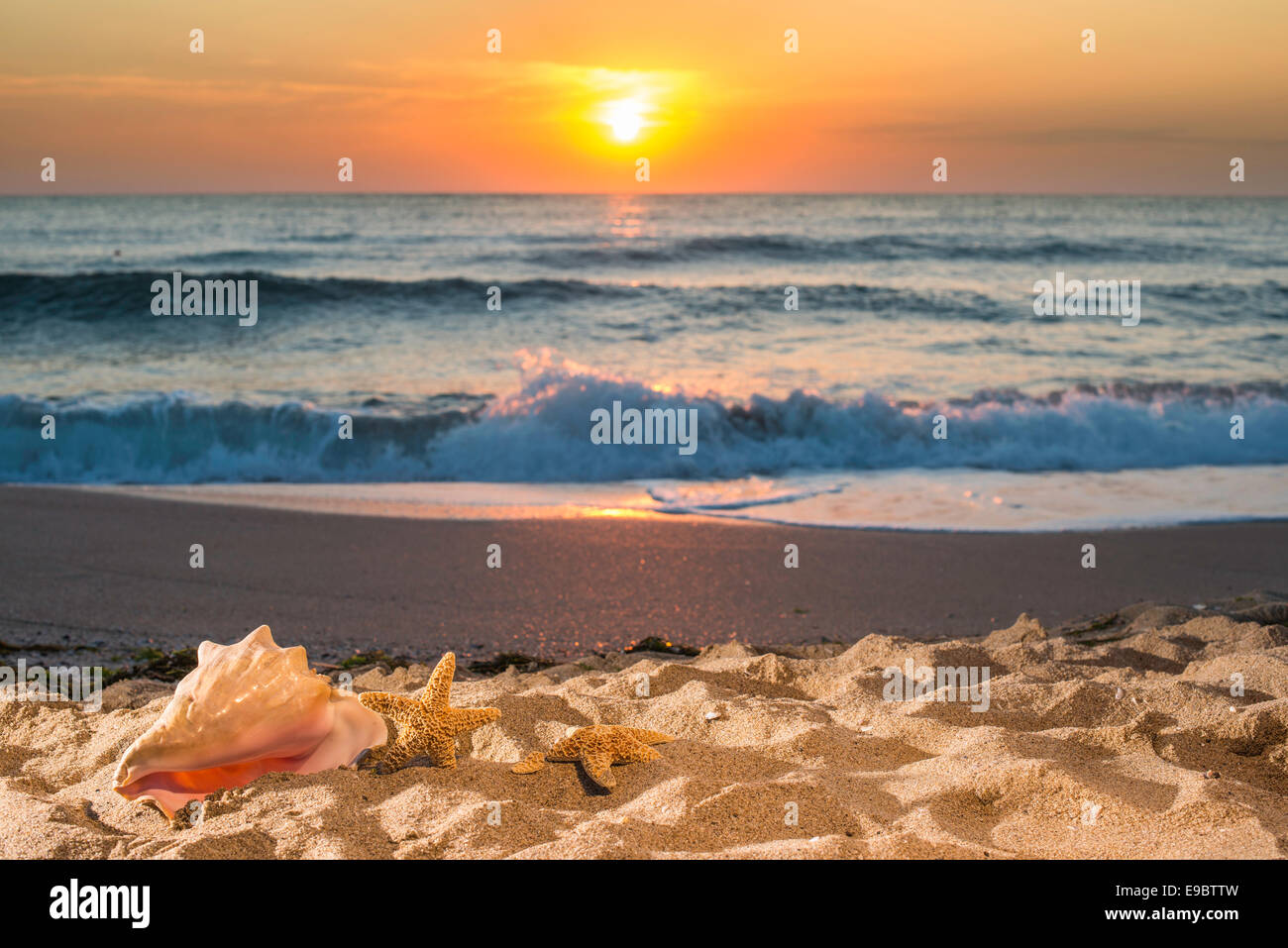 Sunrise sea shells hi-res stock photography and images - Alamy