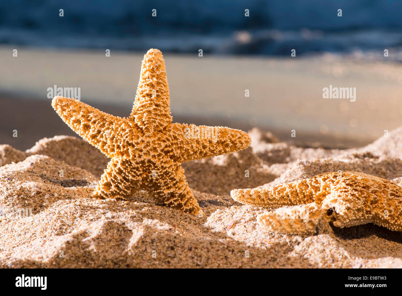 Starfish beach hi-res stock photography and images - Alamy