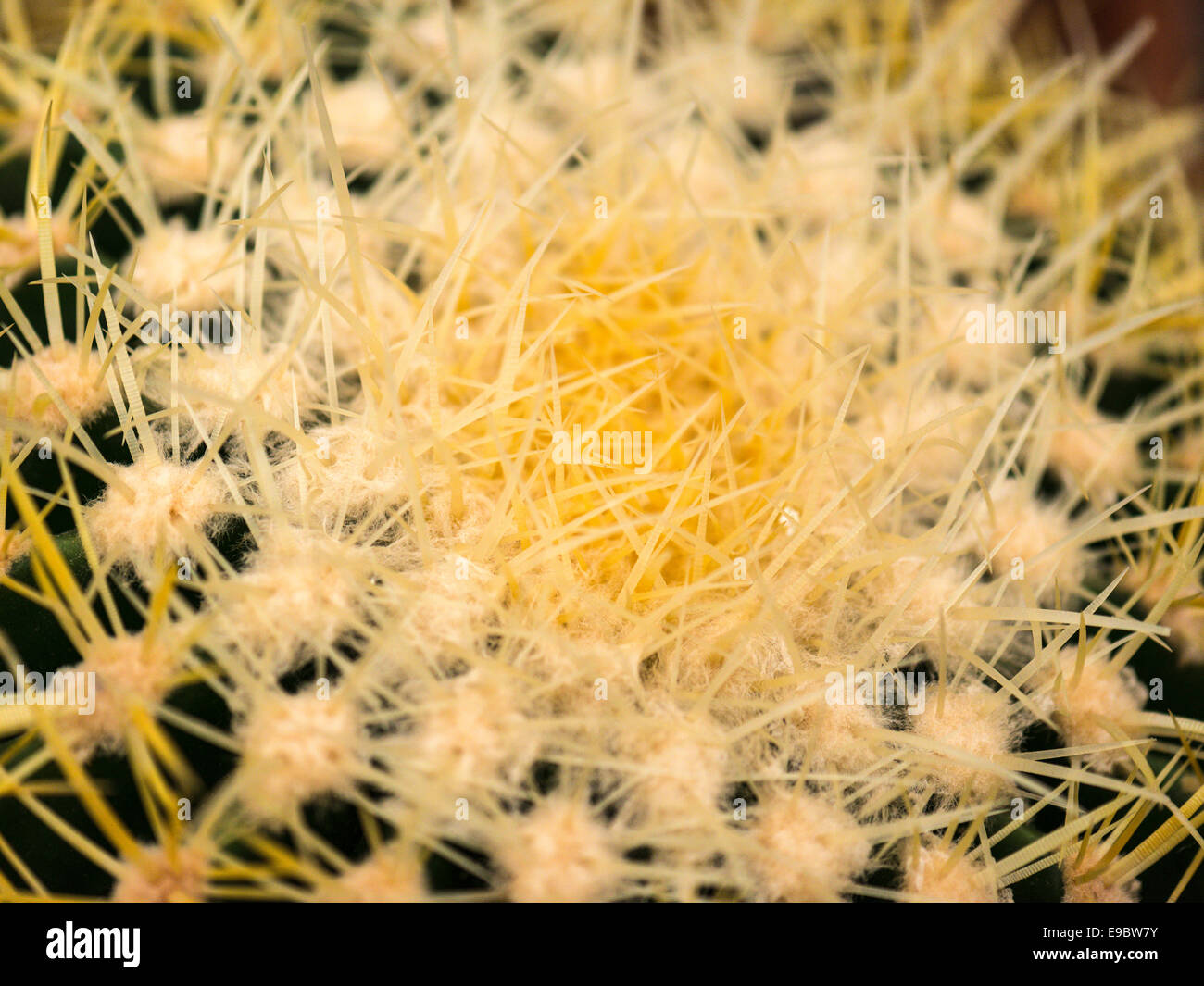 Cactus Pectinifera Flavispina is well-known species of cactus native to ...