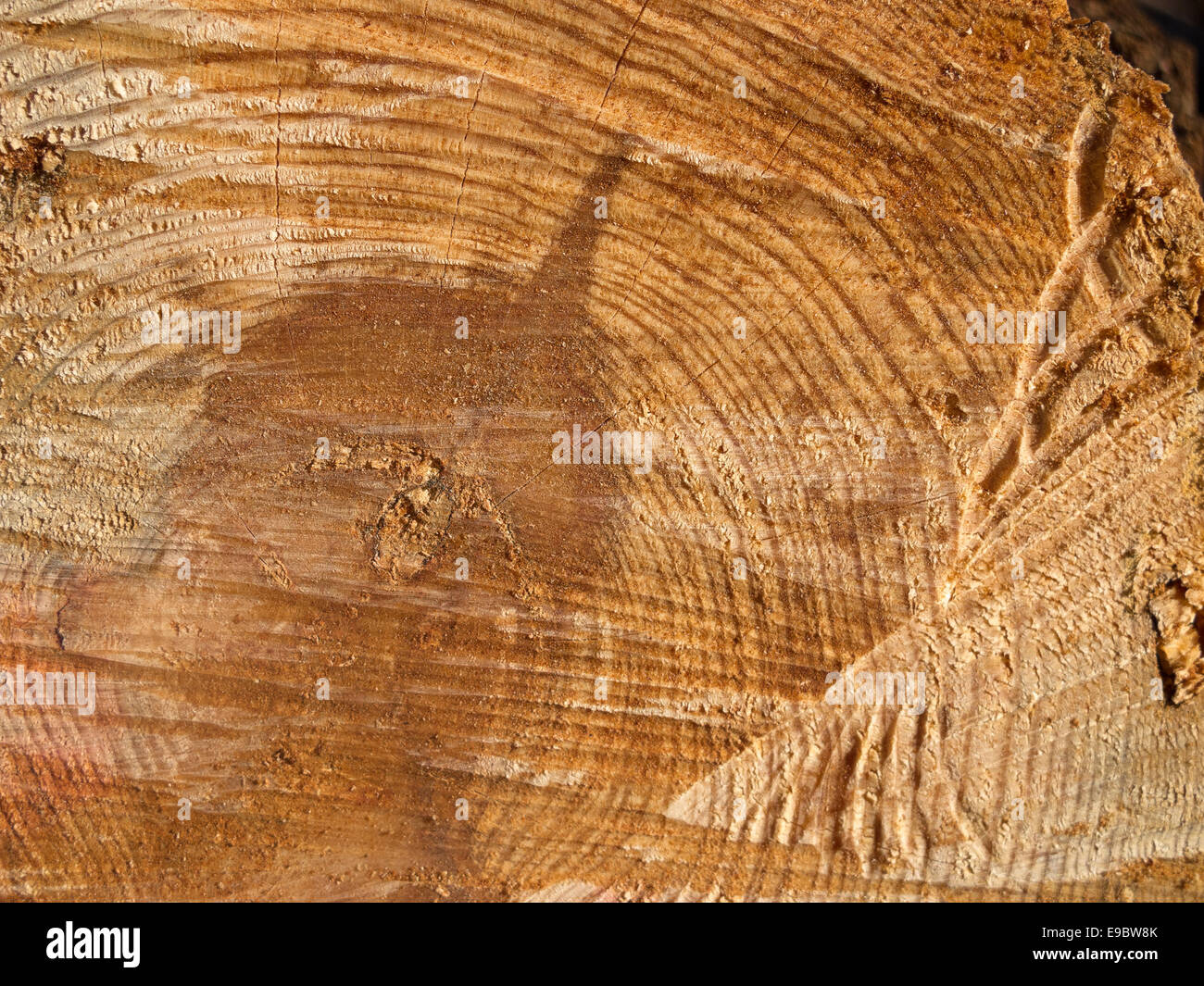 Wood Background. Close-up wooden cut texture Stock Photo - Alamy