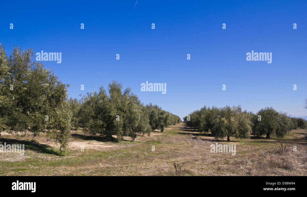 Spanish olive orchards hi-res stock photography and images - Alamy