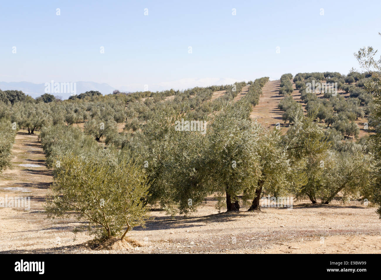 Spanish Olive field. Andalusia zone, Spain Stock Photo - Alamy