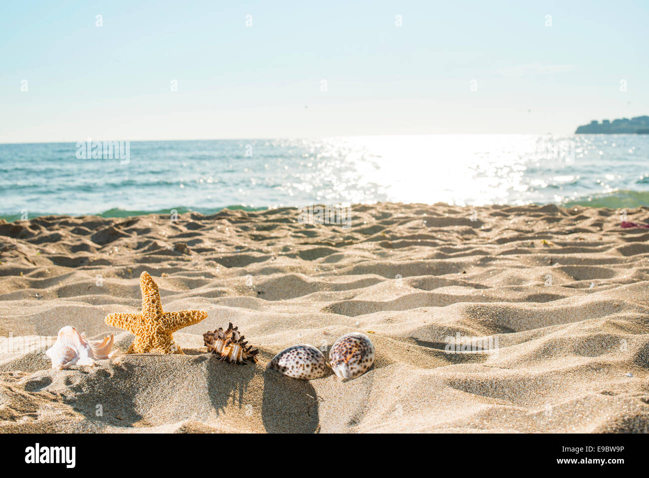 Summer sand beach shells hi-res stock photography and images - Alamy