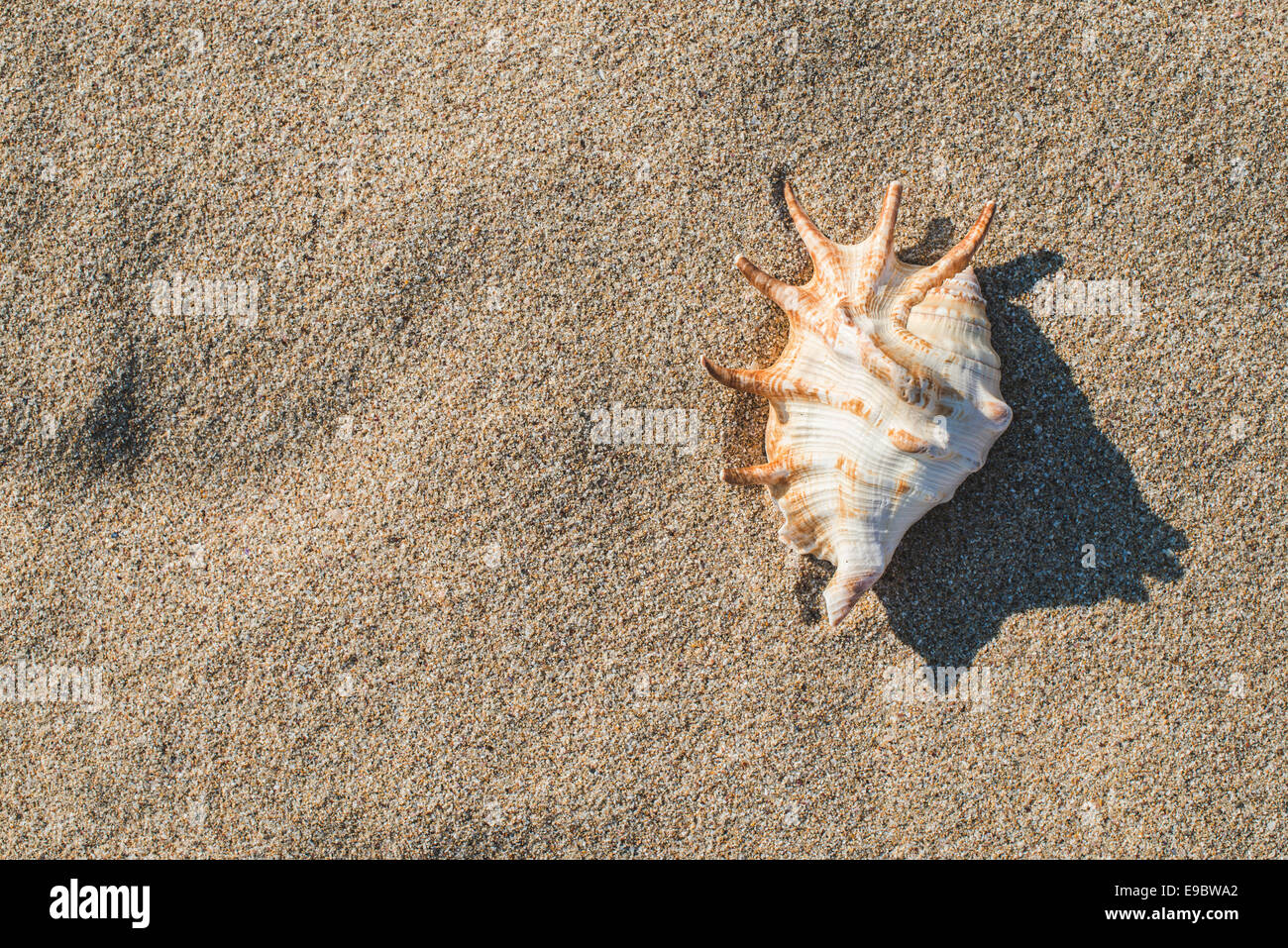 Shells on the beach. Sun light Stock Photo - Alamy