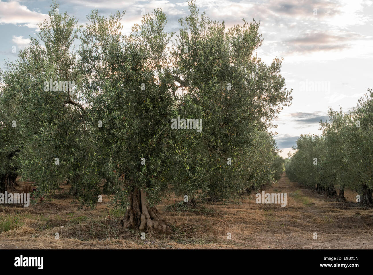 Olive trees in Greece Stock Photo - Alamy