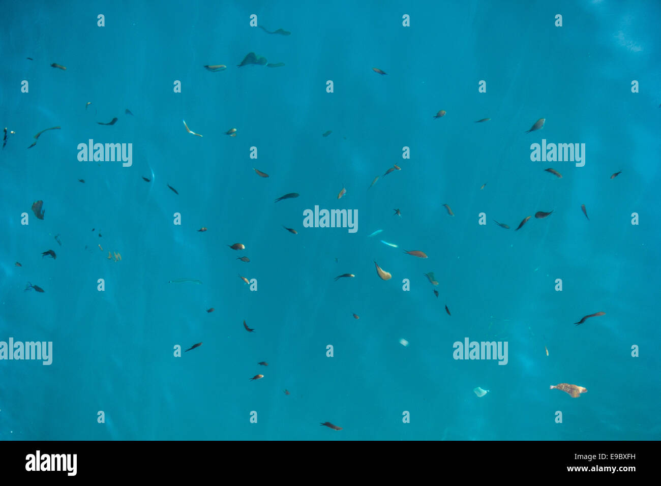 Fish photography hi-res stock photography and images - Alamy