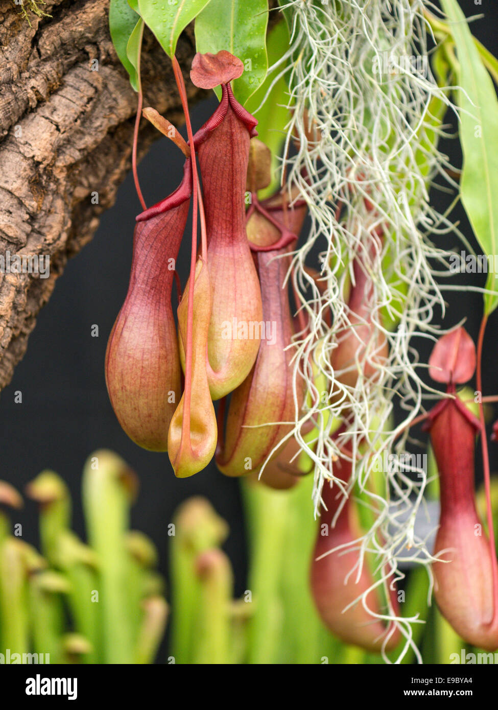 Pitcher Plant [Nepenthes alata] is a wide ranging species and has many ...