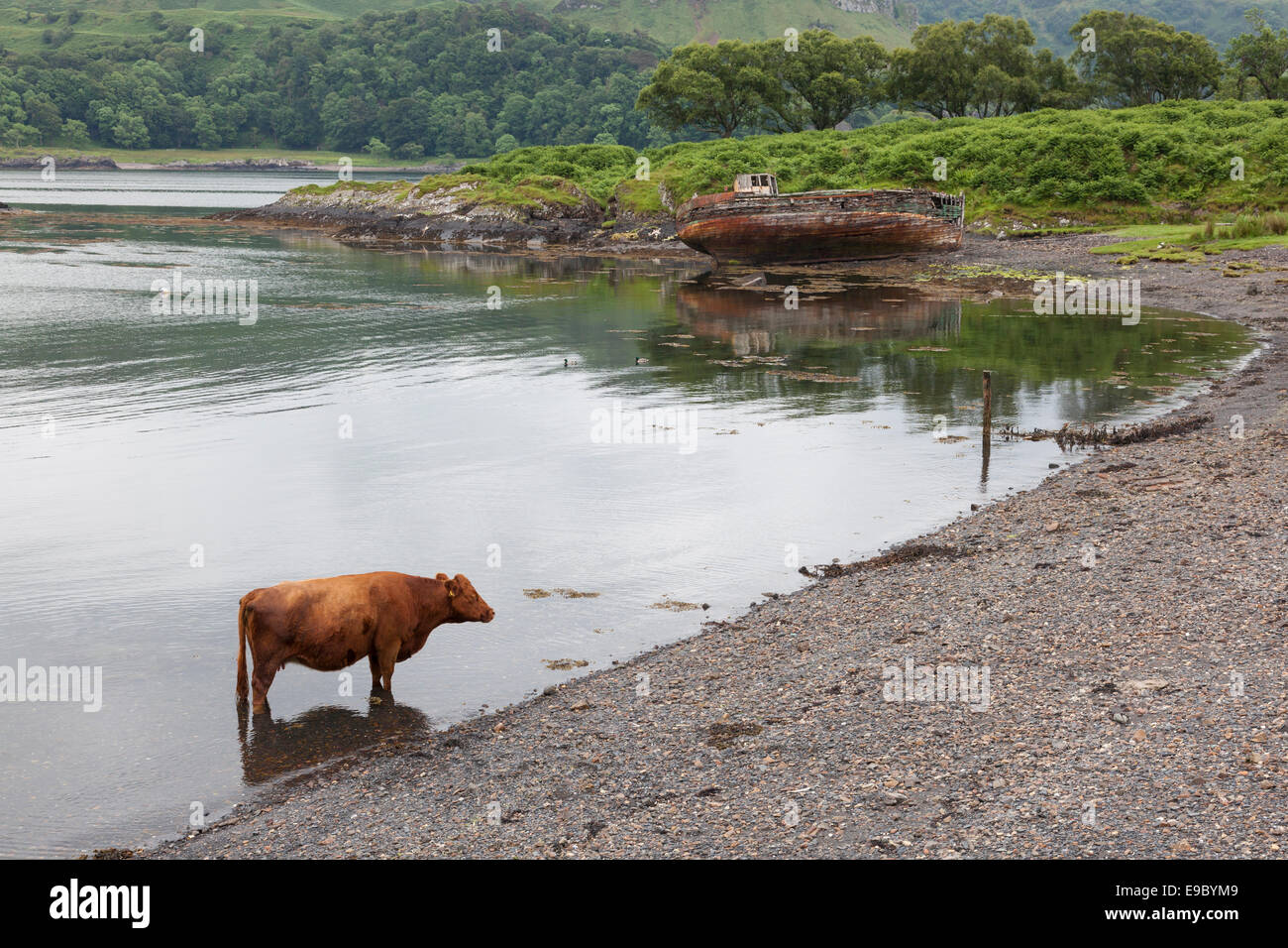 Bay of the cow hi-res stock photography and images - Alamy