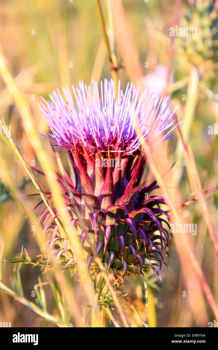 Pink thistle lit by golden sunlight Stock Photo - Alamy