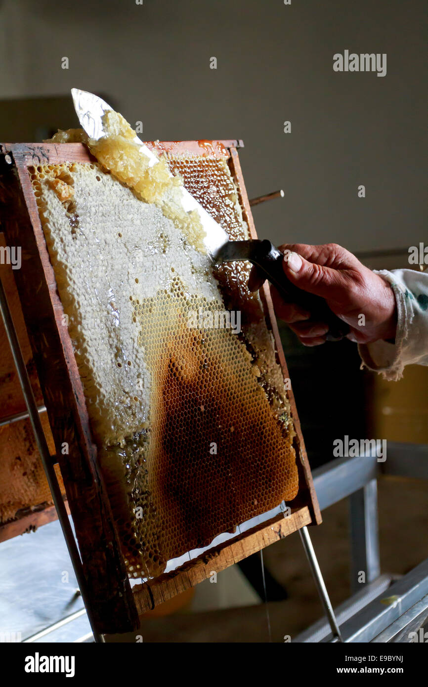 Honeycomb frame full with fresh honey being cleaned Stock Photo - Alamy
