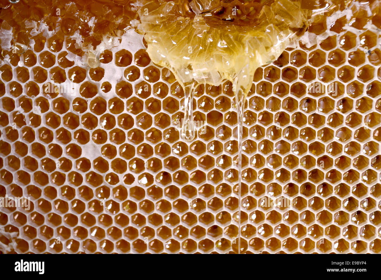 Honeycomb dripping hi-res stock photography and images - Alamy