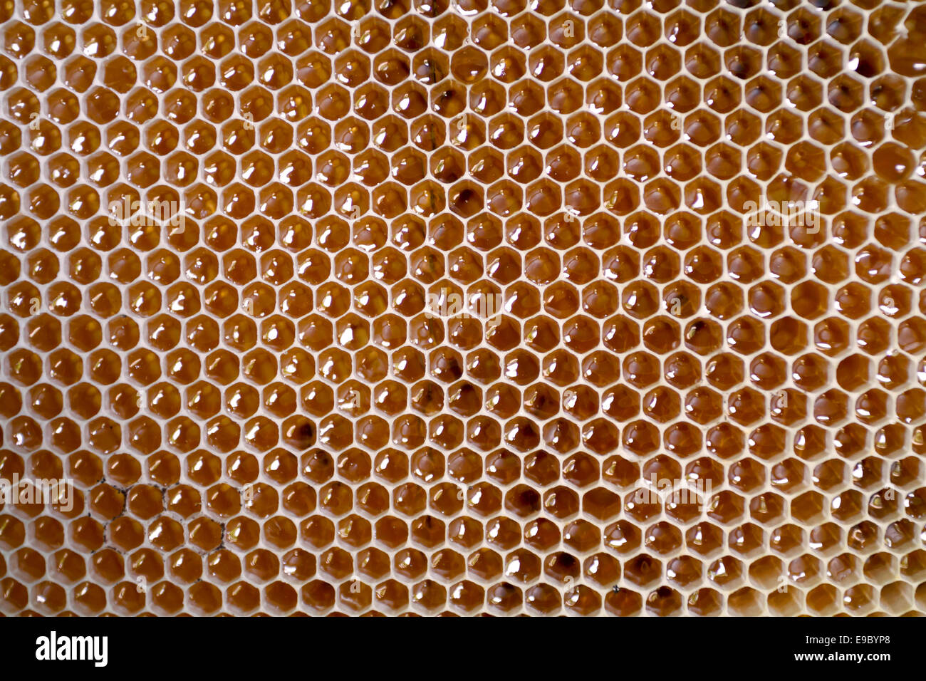 Close-up of honeycomb frame full with honey Stock Photo - Alamy