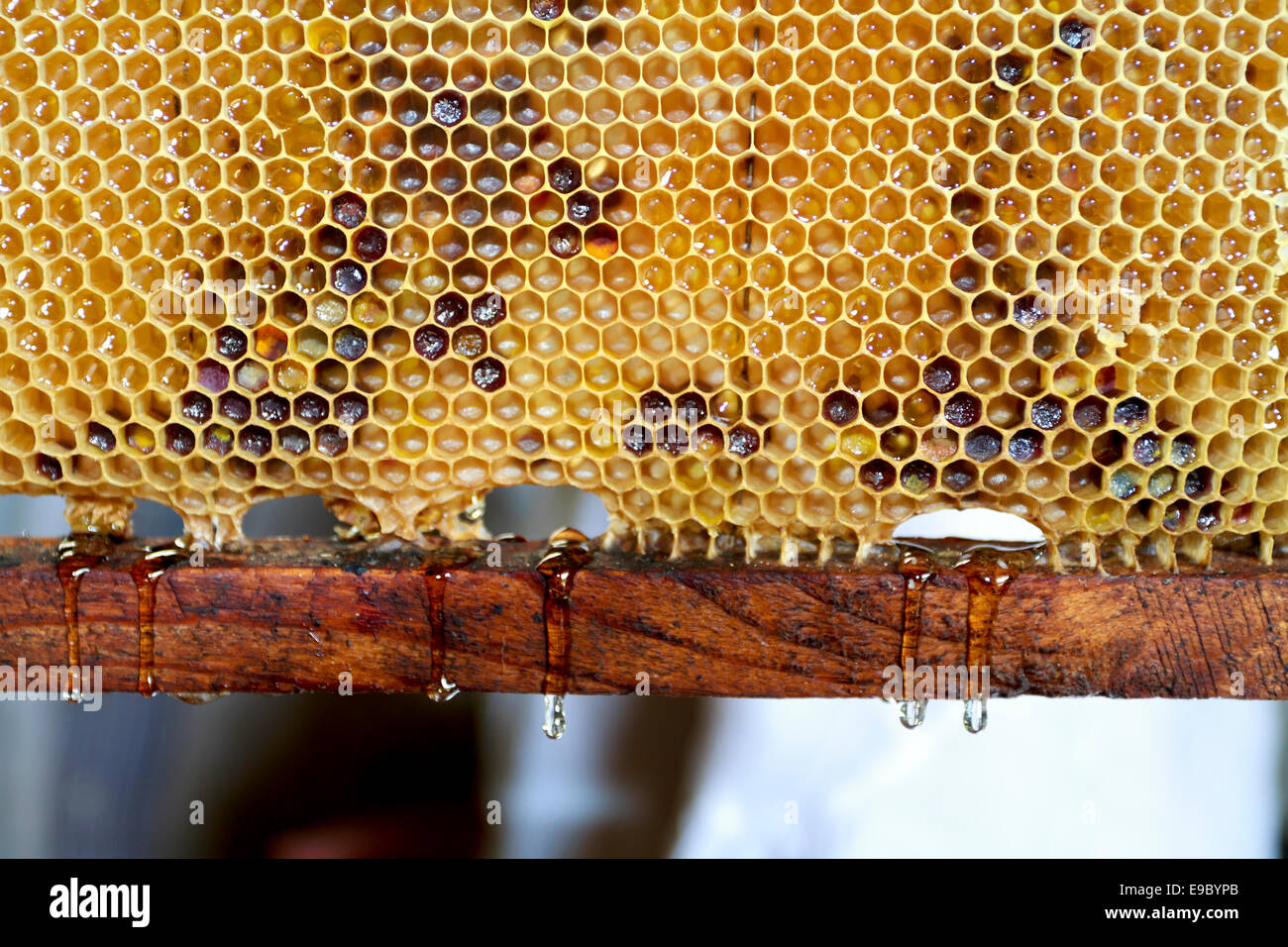 Beehive honey dripping hi-res stock photography and images - Alamy