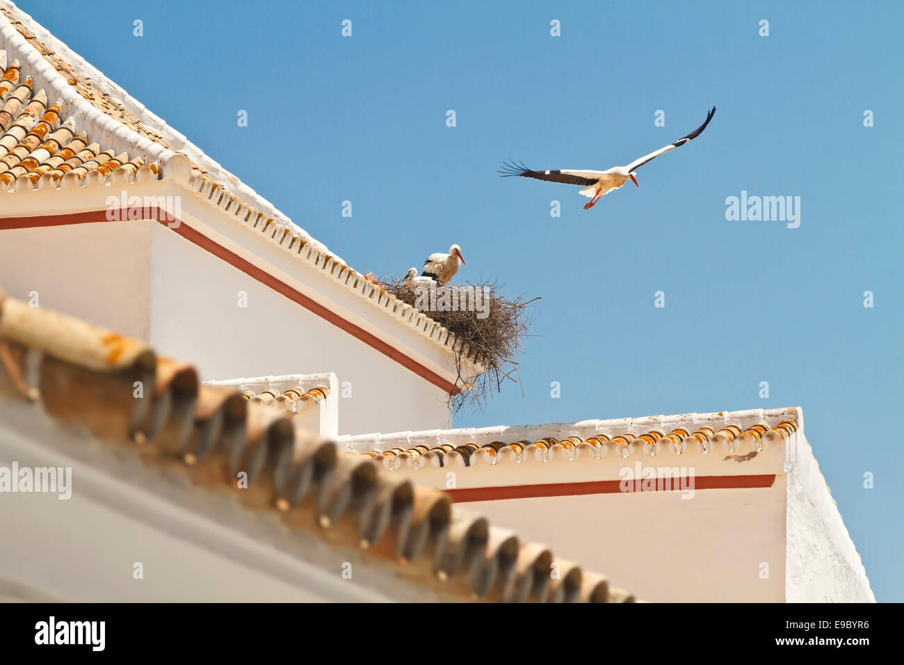 Stork taking flight with with young chicks on a roof top Stock Photo ...