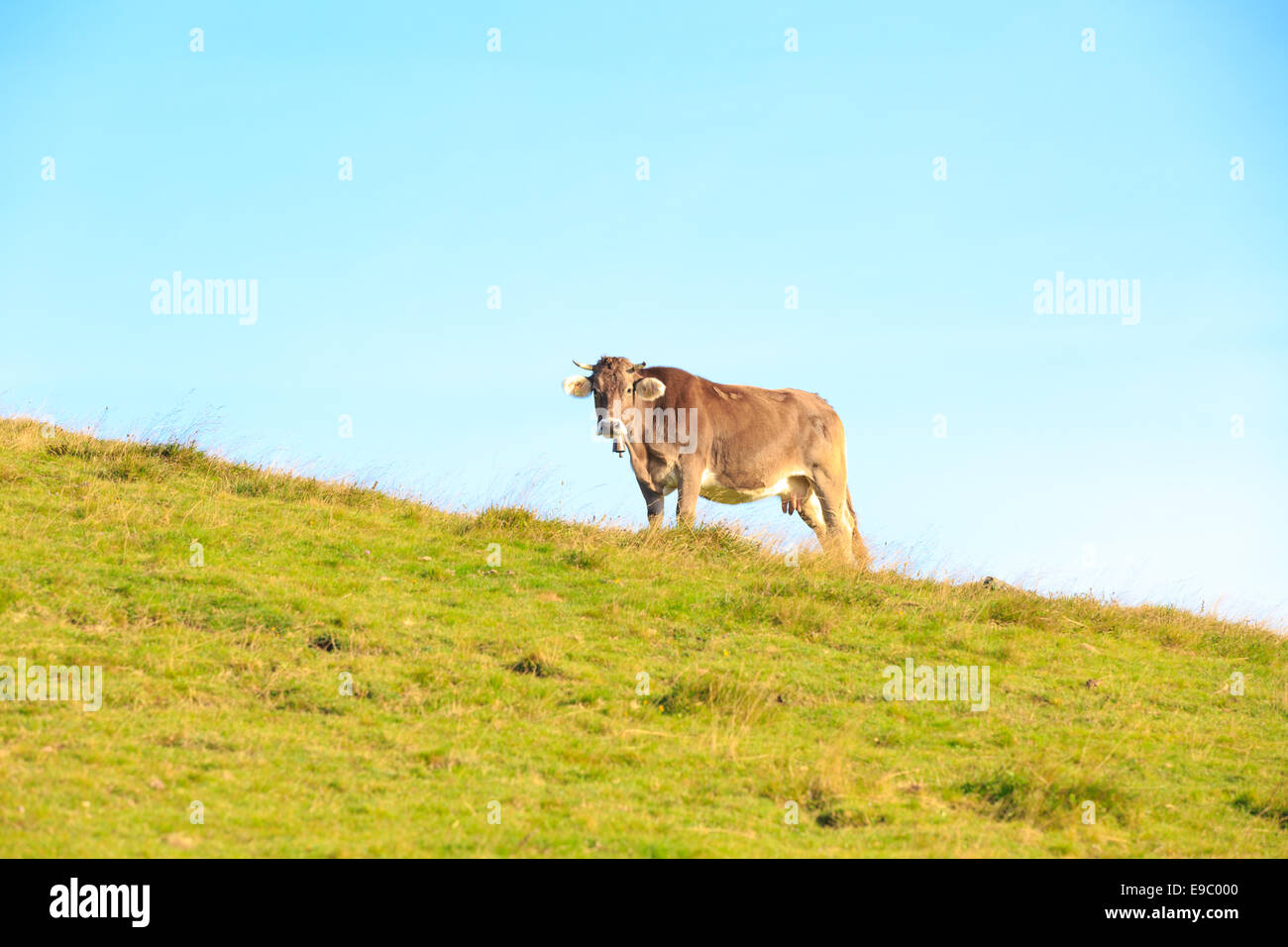 Cattle breeding in the spanish pyrenees hi-res stock photography and ...