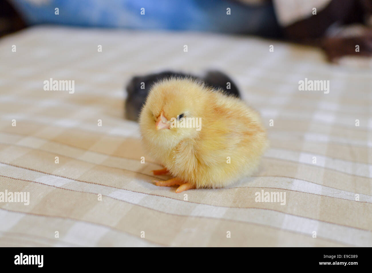 Birth of a chicken hi-res stock photography and images - Alamy