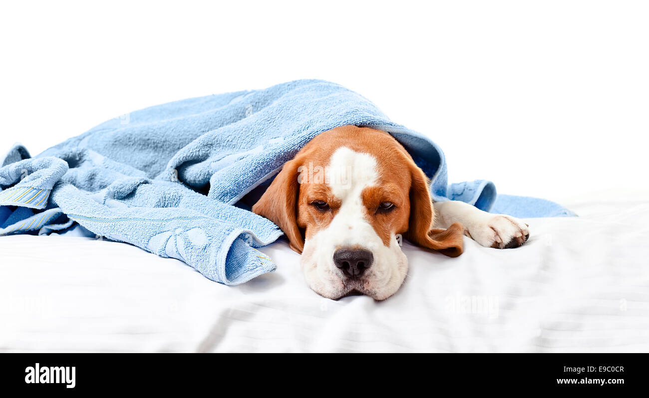 Very much sick dog , isolated on white background Stock Photo - Alamy