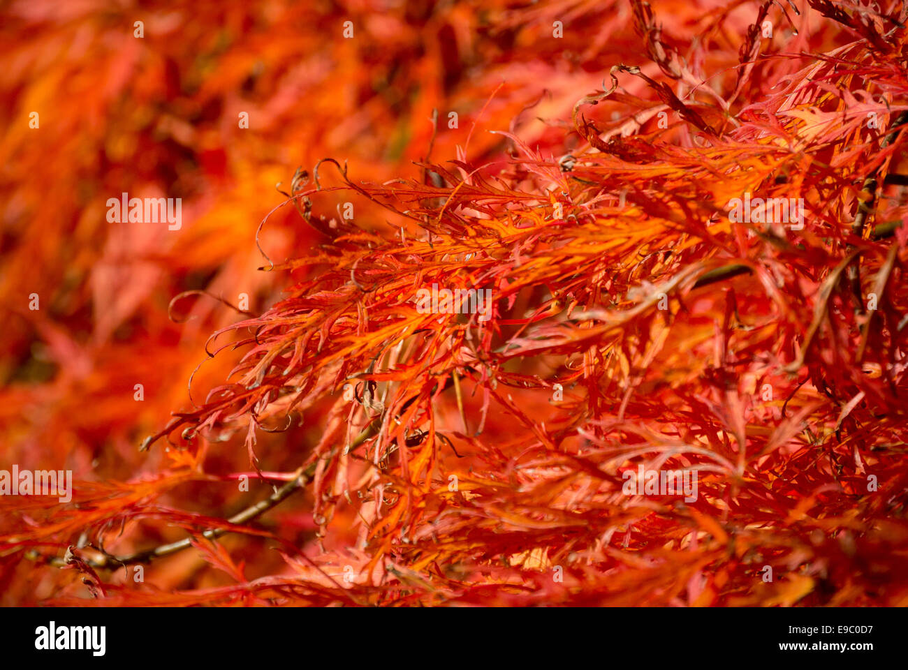Acer ornamental hi-res stock photography and images - Alamy