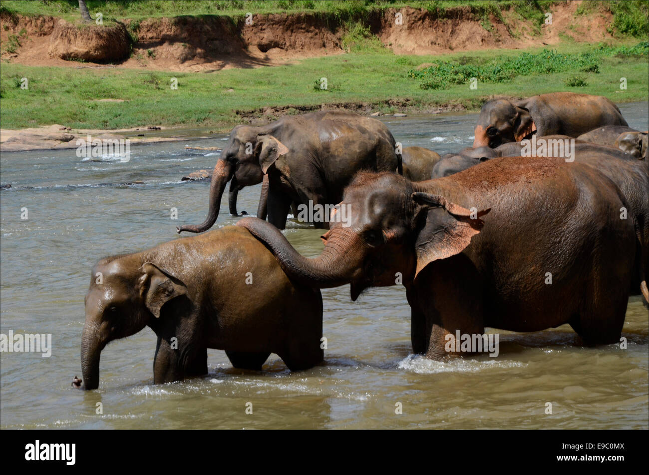 Mummy elephant washing baby elephant Stock Photo - Alamy
