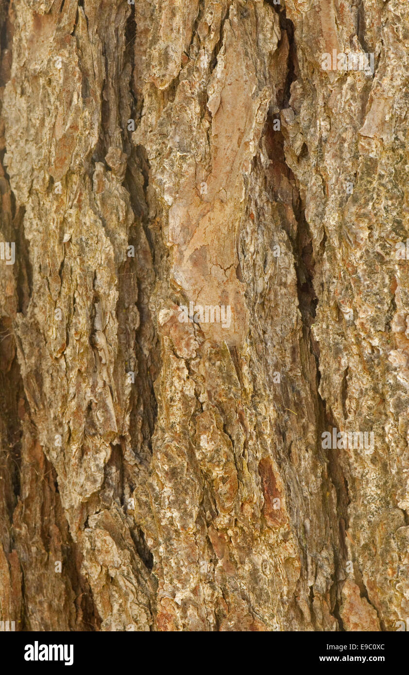 European Larch Tree Bark Stock Photo - Alamy European Larch Tree Bark Stock Photo - Alamy