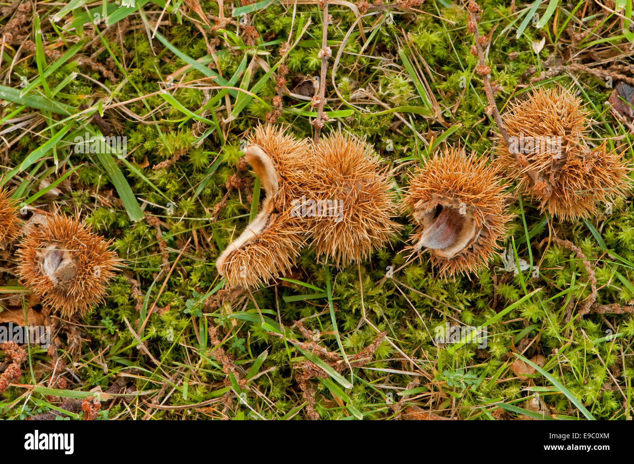 Chestnut cases hi-res stock photography and images - Alamy