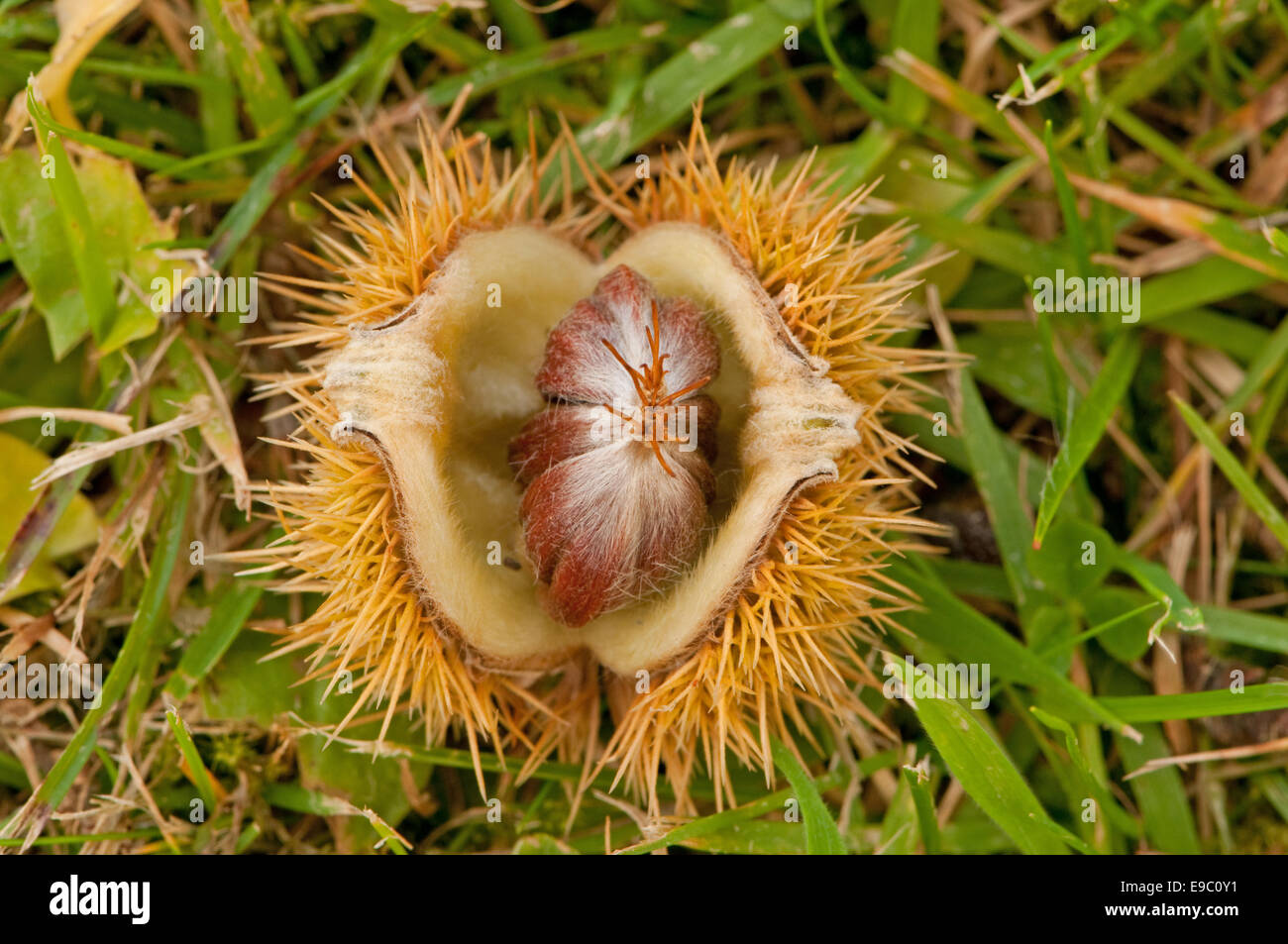 Fallen Chestnuts in case Stock Photo - Alamy