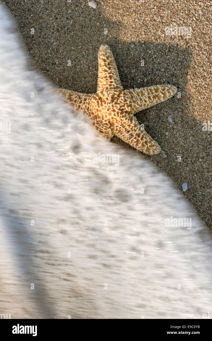 Beach scene shells starfish hi-res stock photography and images - Alamy