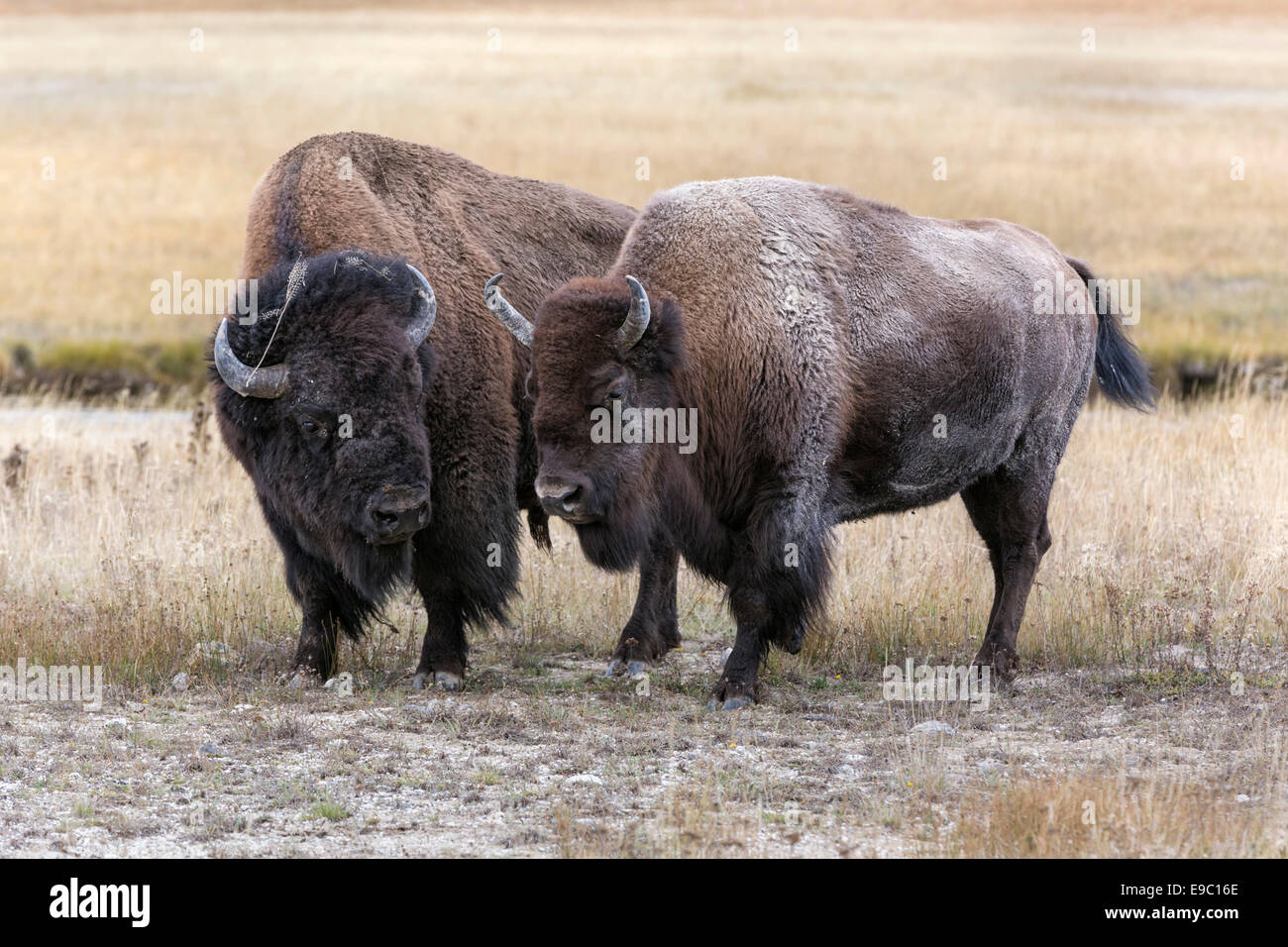 American Bison pair together during the rut Stock Photo - Alamy