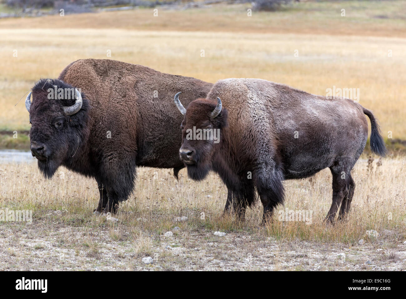 American Bison pair together during the rut Stock Photo - Alamy