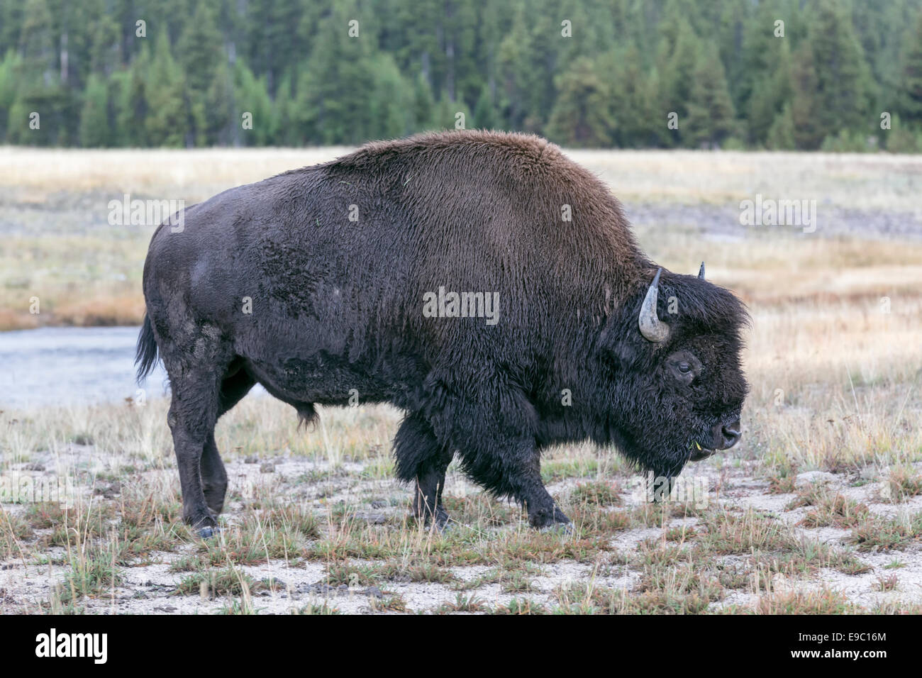 American Bison rut bull Stock Photo - Alamy