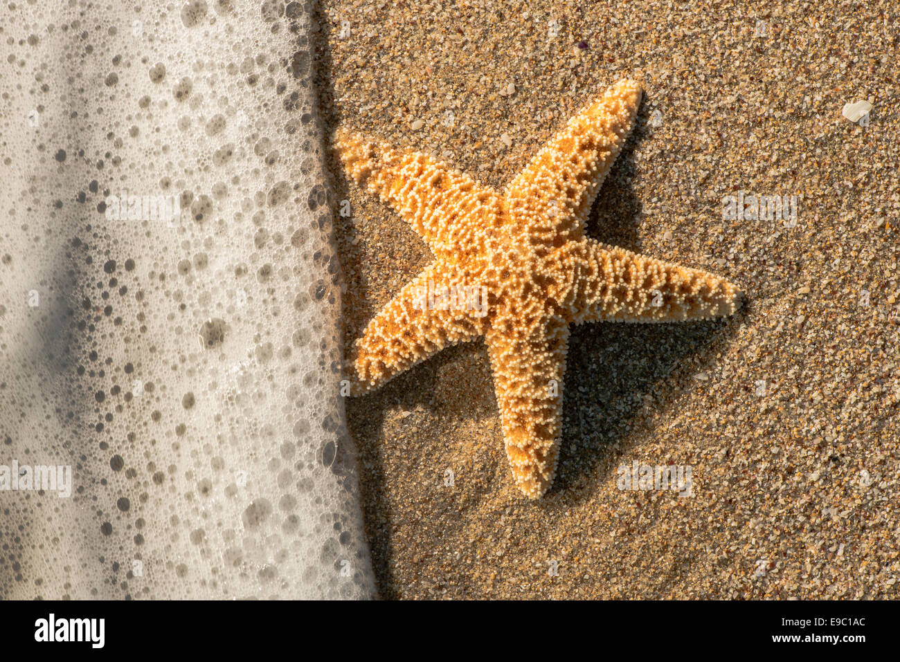 Starfish into the waves. Sunlight Stock Photo - Alamy