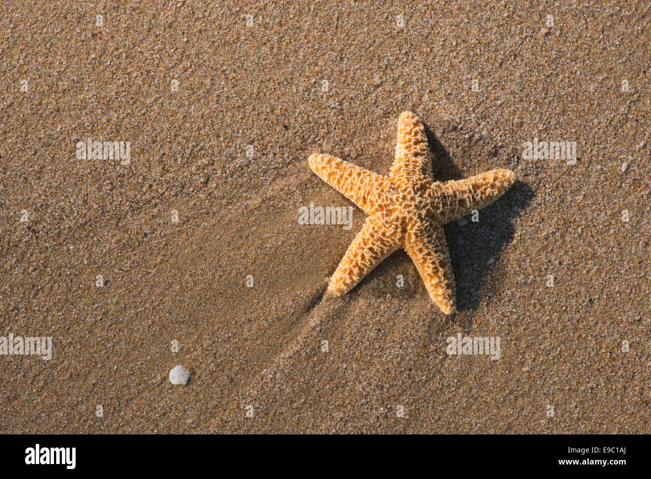 Starfish into the waves. Sunlight Stock Photo - Alamy