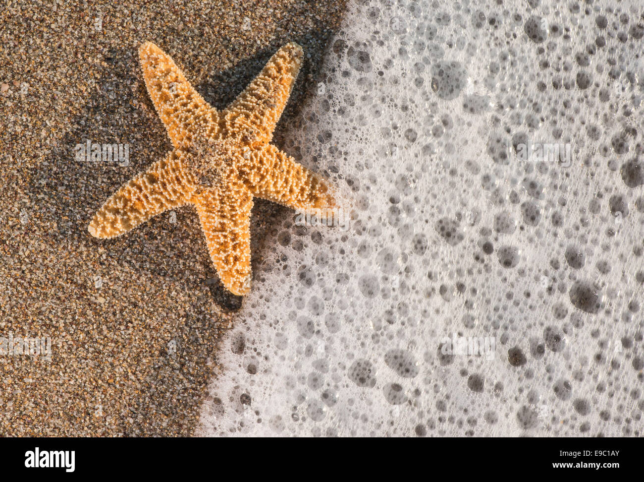 Starfish into the waves. Sunlight Stock Photo - Alamy