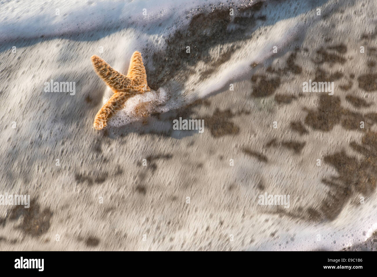 Starfish into the waves. Sunlight Stock Photo - Alamy