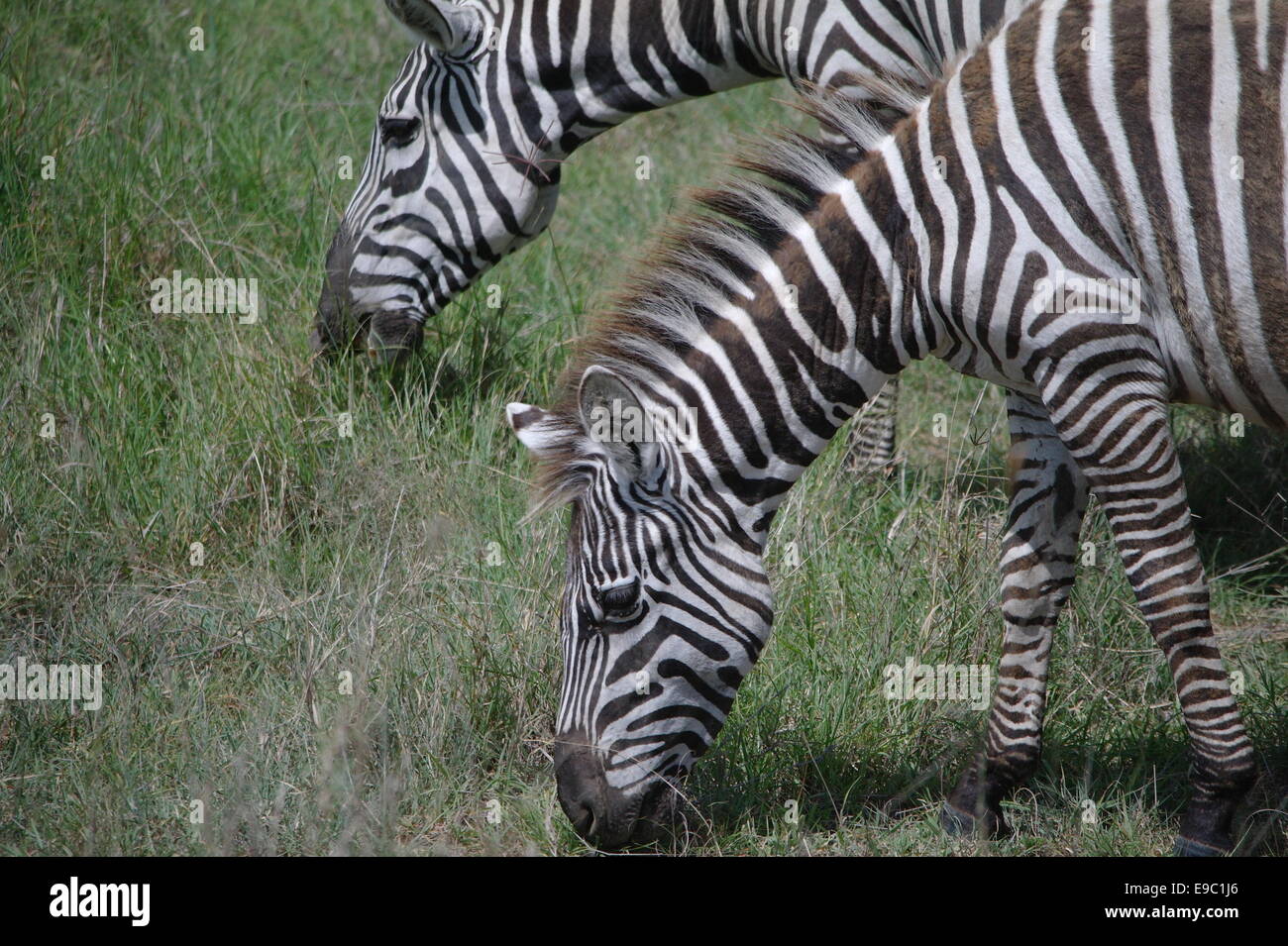Zebra in kenya hi-res stock photography and images - Alamy