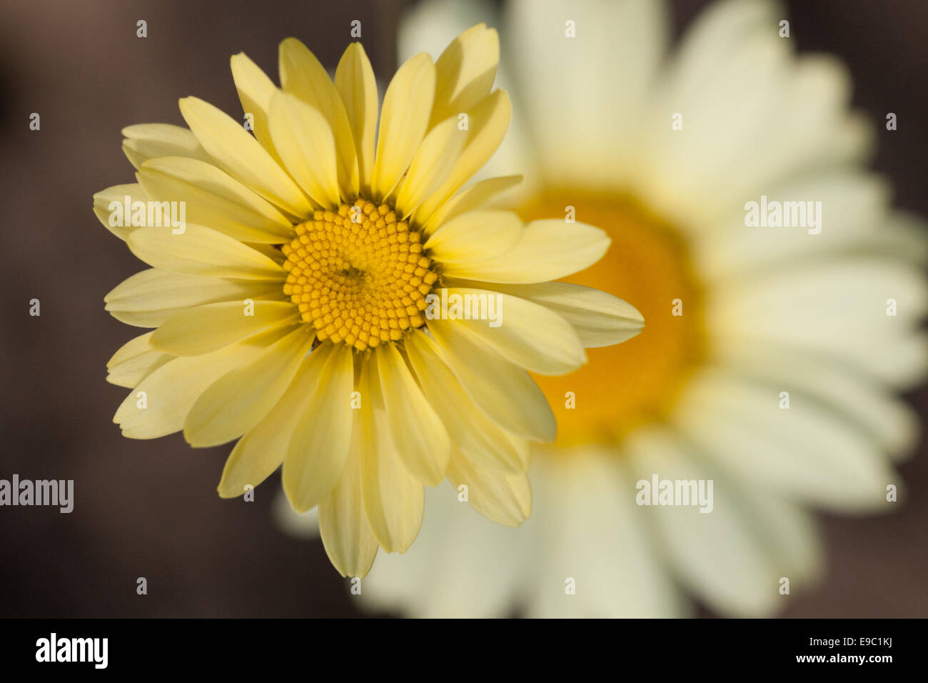 Overhead view of pale yellow Anthemis tinctoria Stock Photo - Alamy
