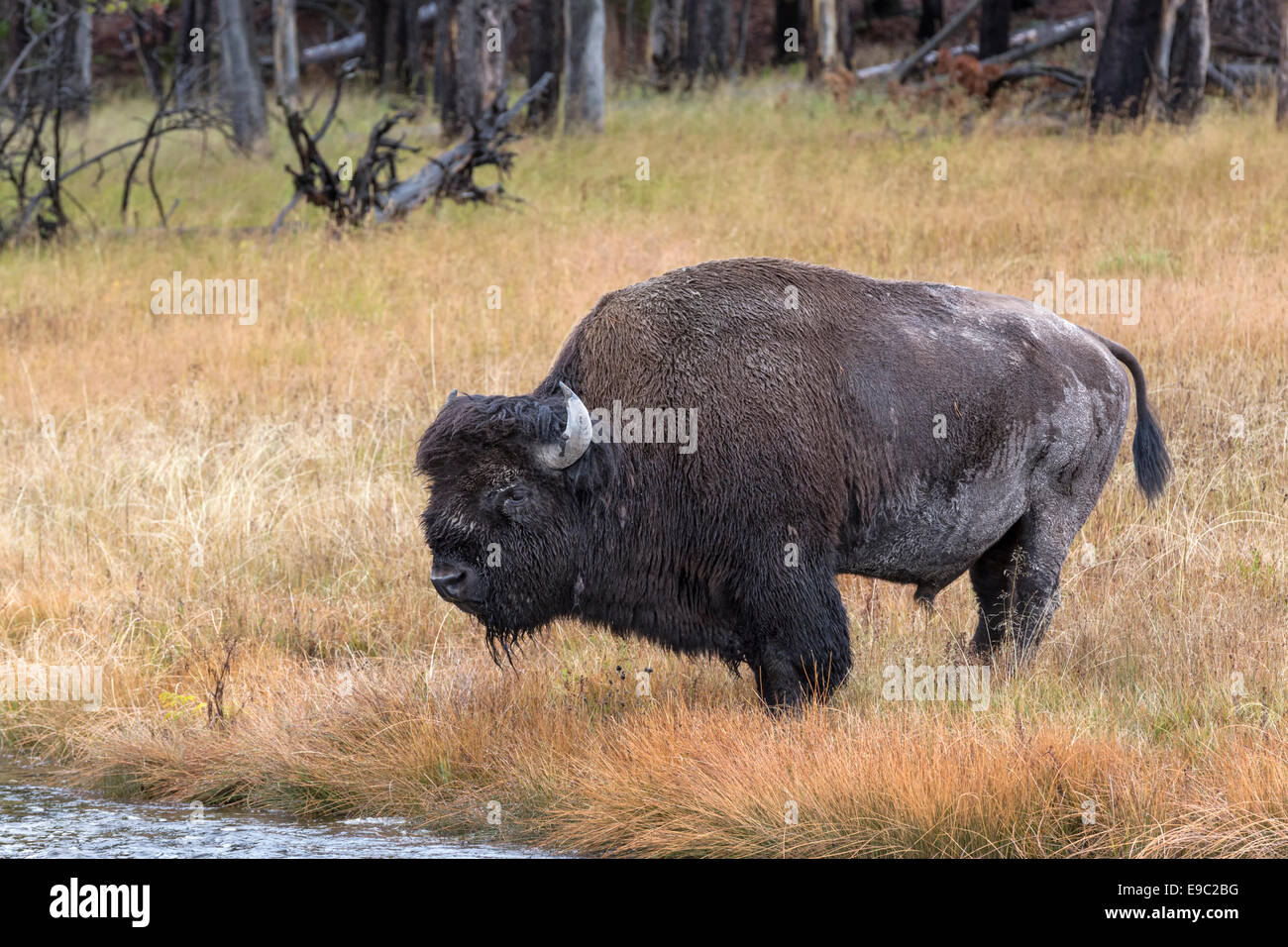 American Bison bull Stock Photo - Alamy