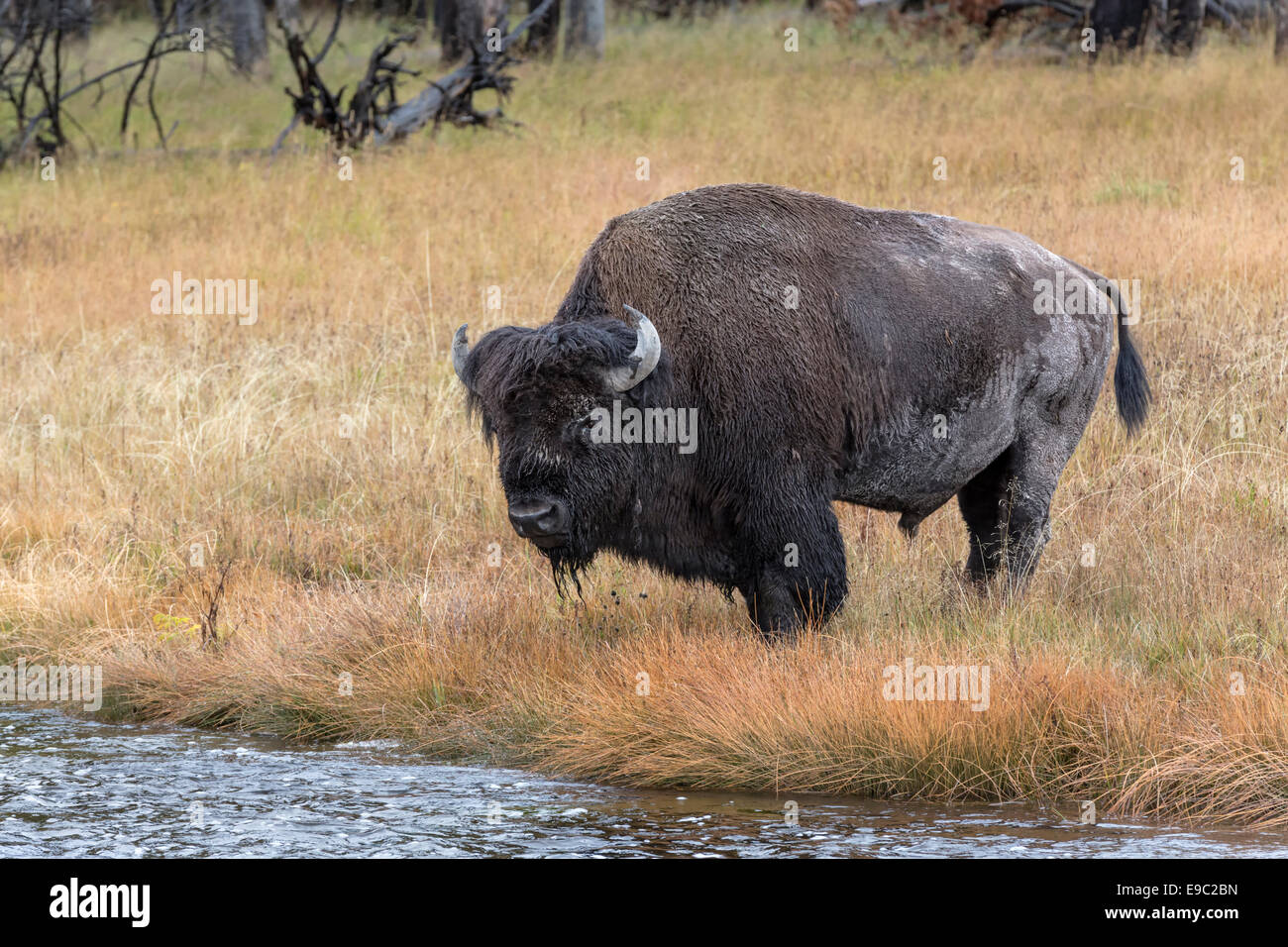 American bull High Resolution Stock Photography and Images - Alamy