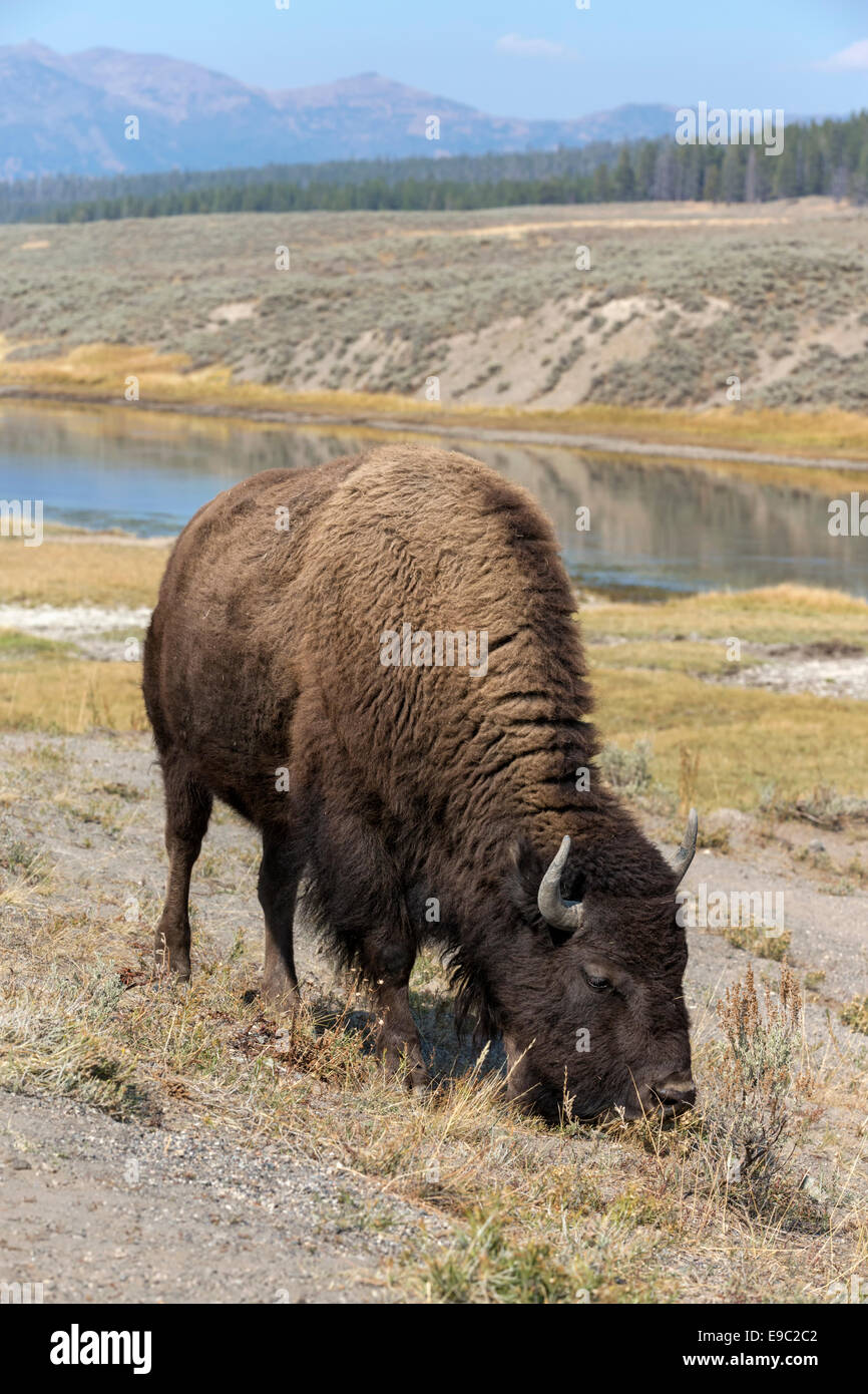 American bison buffalo bison bison female cow hi-res stock photography ...