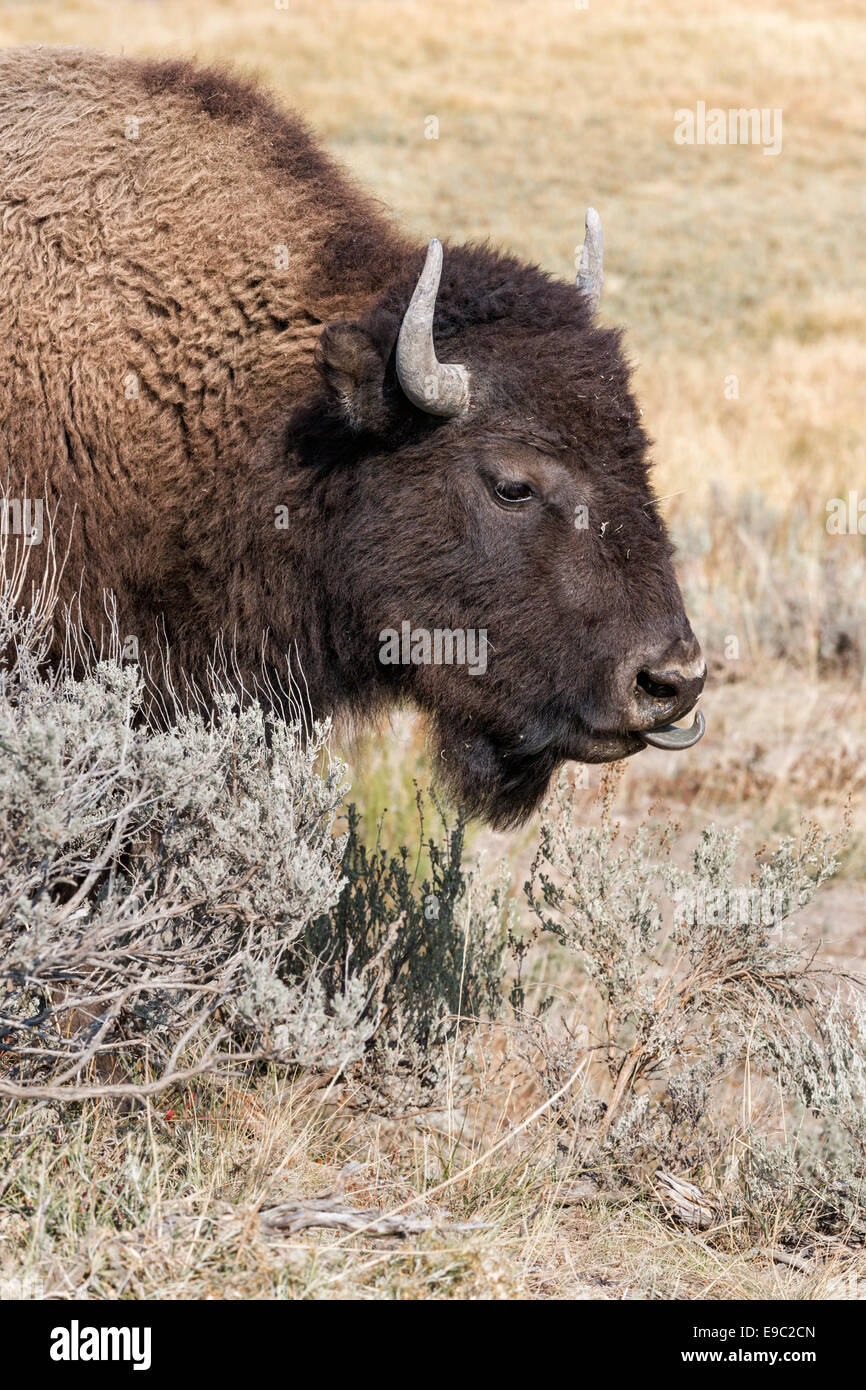 American Bison cow Stock Photo - Alamy