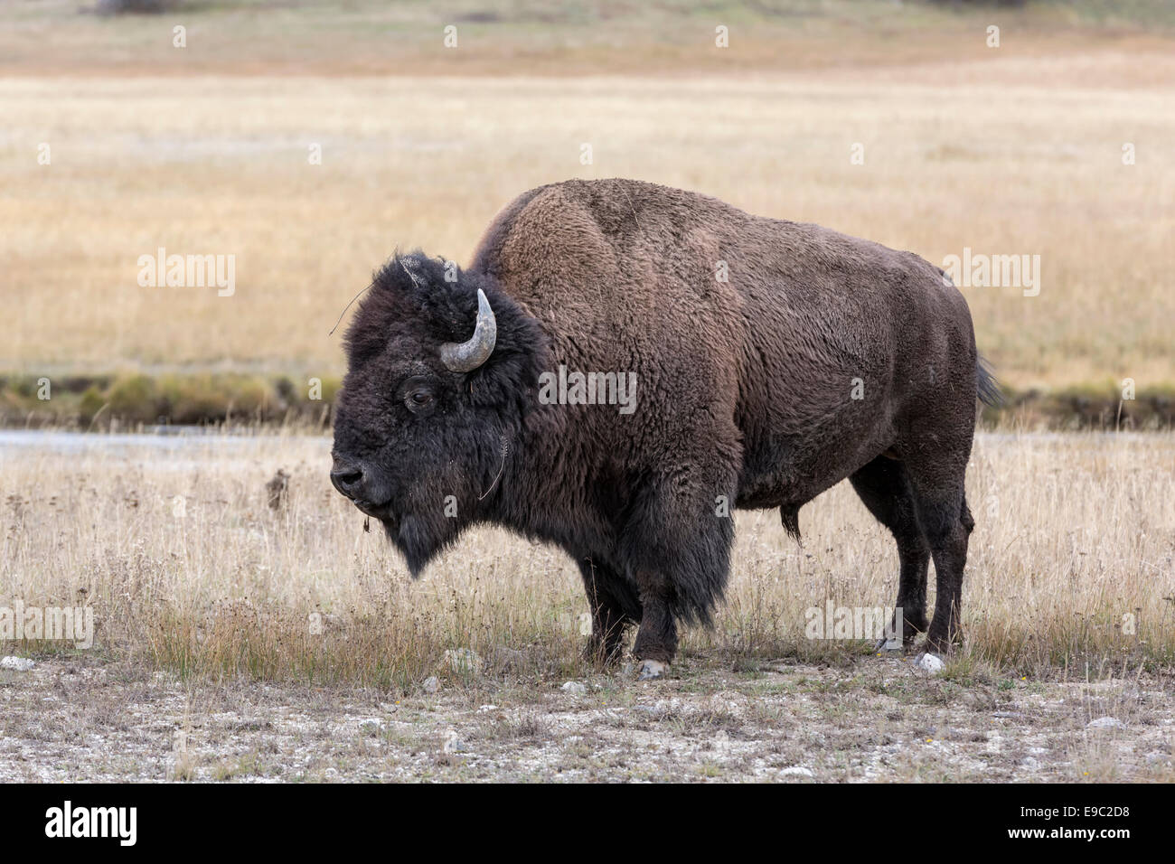 American bull hi-res stock photography and images - Alamy